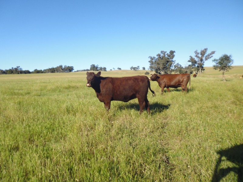Neil Derrick- Western Australia