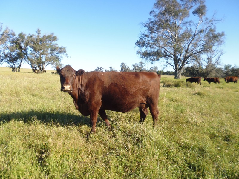 Neil Derrick- Western Australia