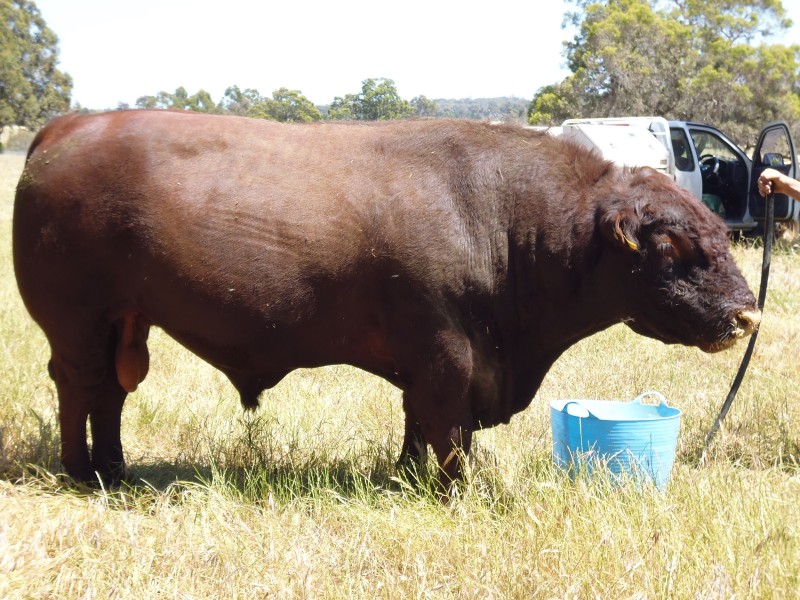 Neil Derrick- Western Australia