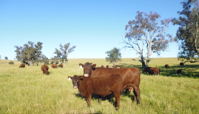 Neil Derrick- Western Australia