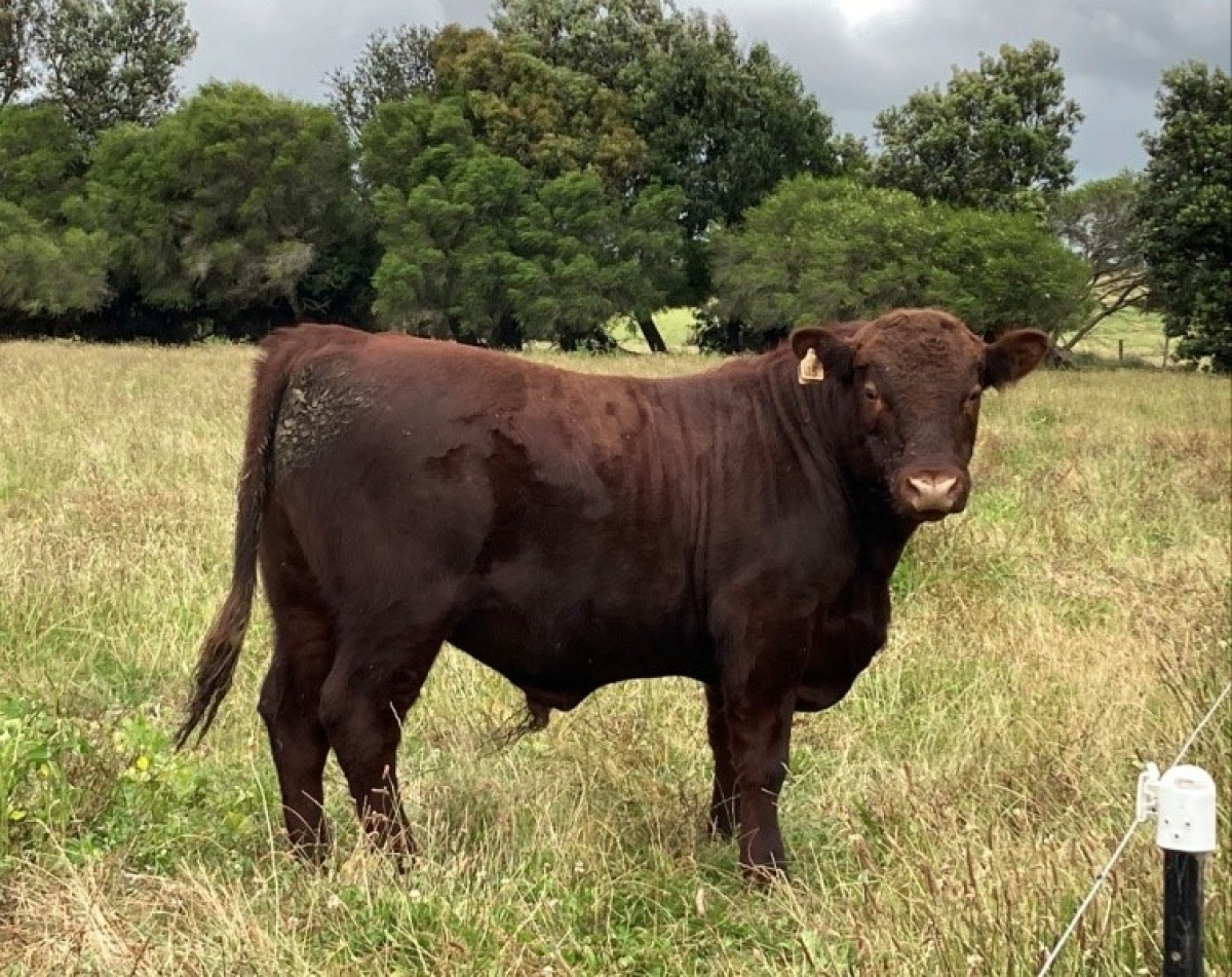 Pure Lincoln Red Bulls For Sale - Tena-Koe Stud